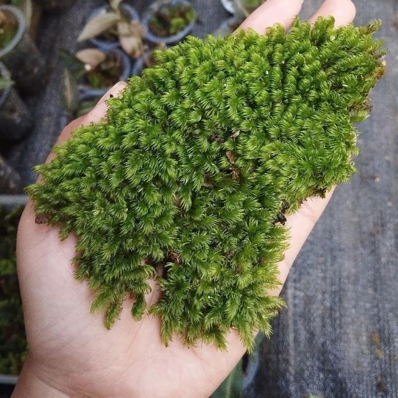 Jual Moss Pinus Hutan Tanaman Moss Darat Clump Paludarium Terrarium ...