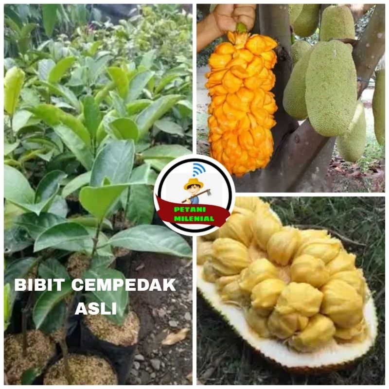 Jual BIBIT CEMPEDAK ASLI | Shopee Indonesia