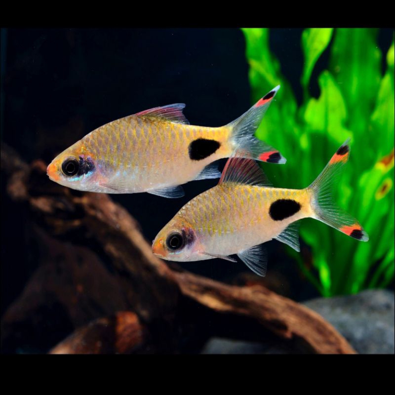 Jual ikan hias air tawar Dawkinsia Filamentosa Mascara barb | Shopee ...