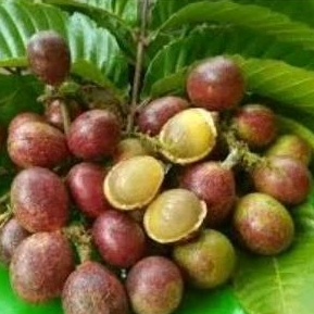 Jual BUAH MATOA RAMBUTAN PAPUA 3 RASA 500gr | Shopee Indonesia
