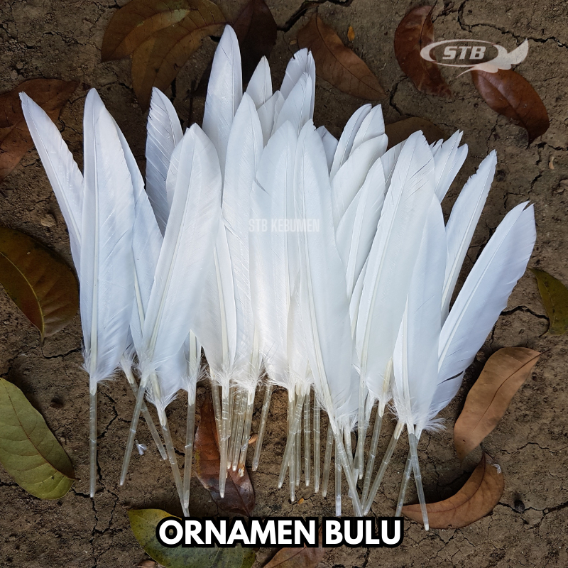 Jual Bulu Untuk Ornamen Bahan Kerajinan Kirip Cincin Tari Dayak ...