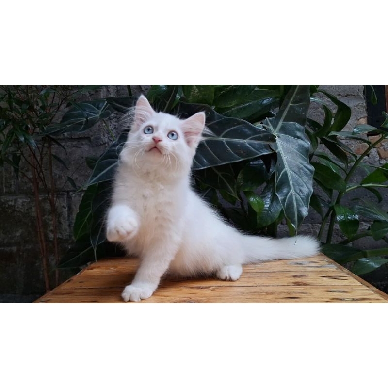 Jual KUCING PERSIA MEDIUM JANTAN 3 BULAN WHITE SOLID BLUE EYES | Shopee ...
