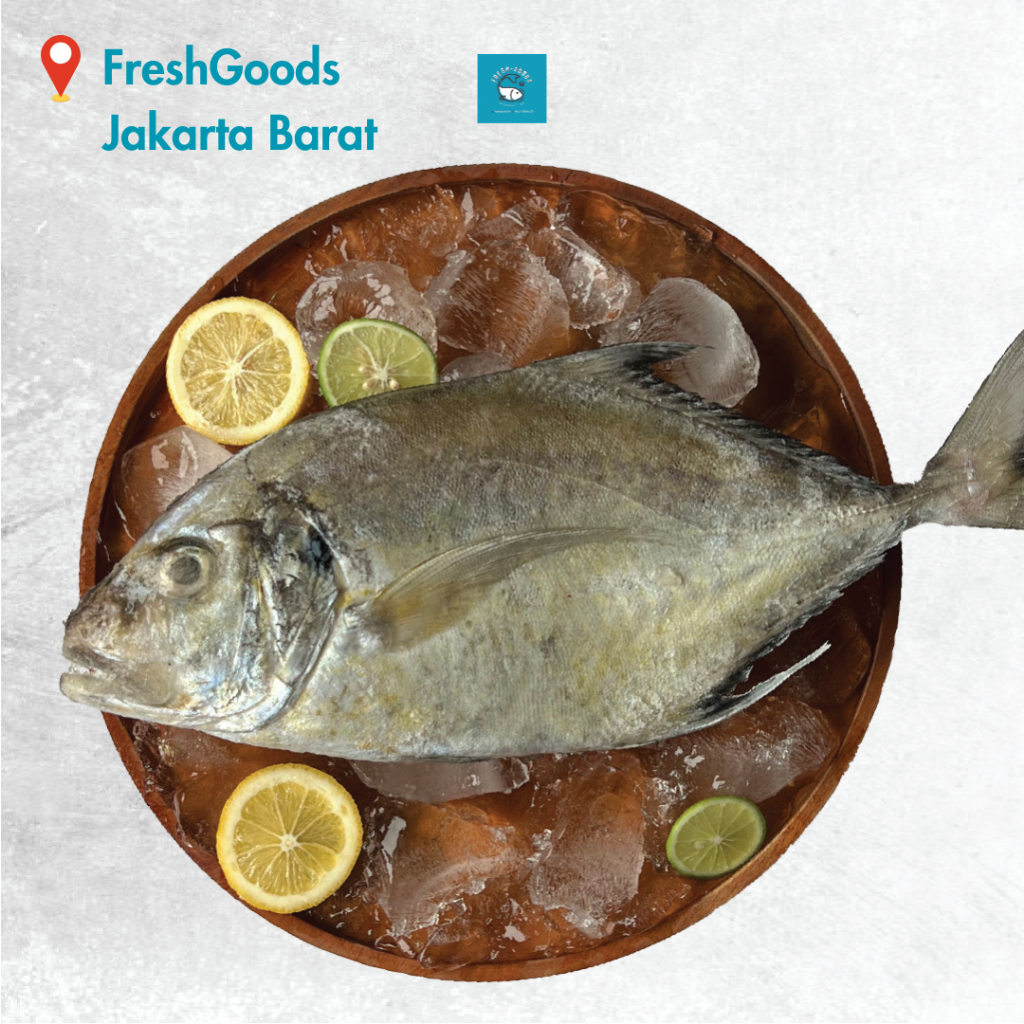 Jual Ikan Kuwe / Kwee / Kue DIJAMIN SEGAR dan PREMIUM By FreshGoods ...