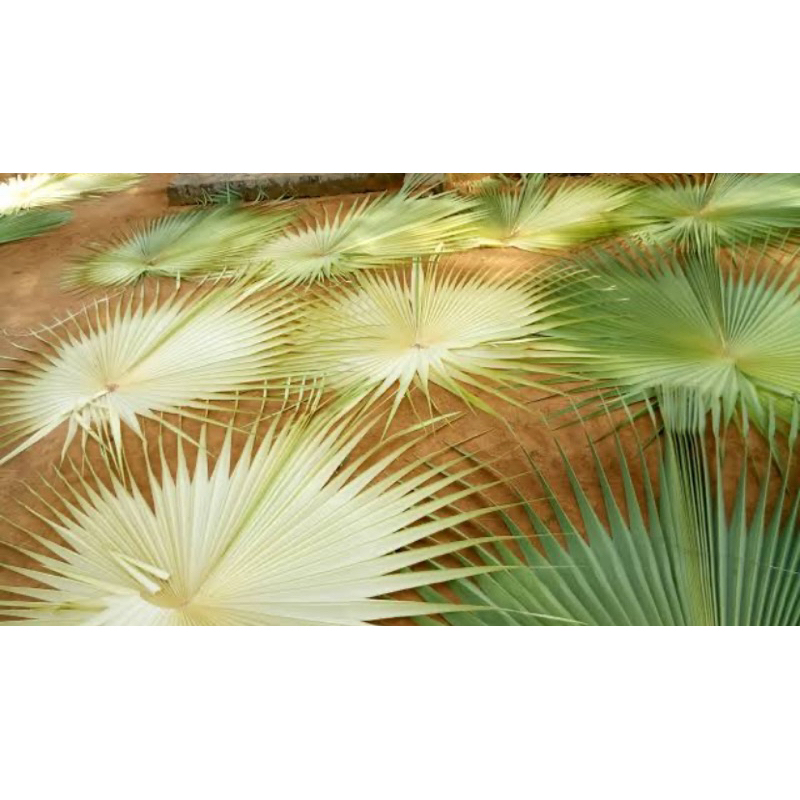 Jual Daun siwalan masih mudah (pupus siwalan) | Shopee Indonesia