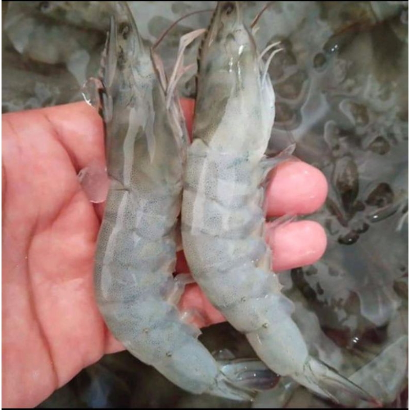 Jual udang basah presh ukuran besar 250gr | Shopee Indonesia
