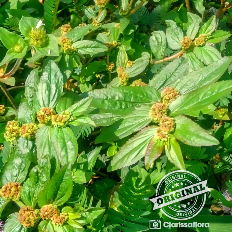Jual ( BISA COD ) Promo tanaman herbal patikan kebo - pohon herbal ...