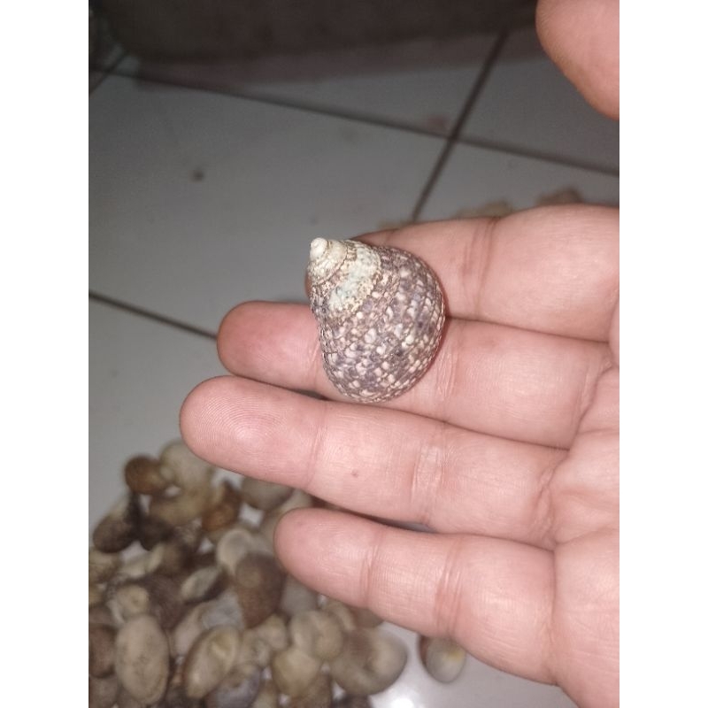 Jual Cangkang kelomang | Shopee Indonesia