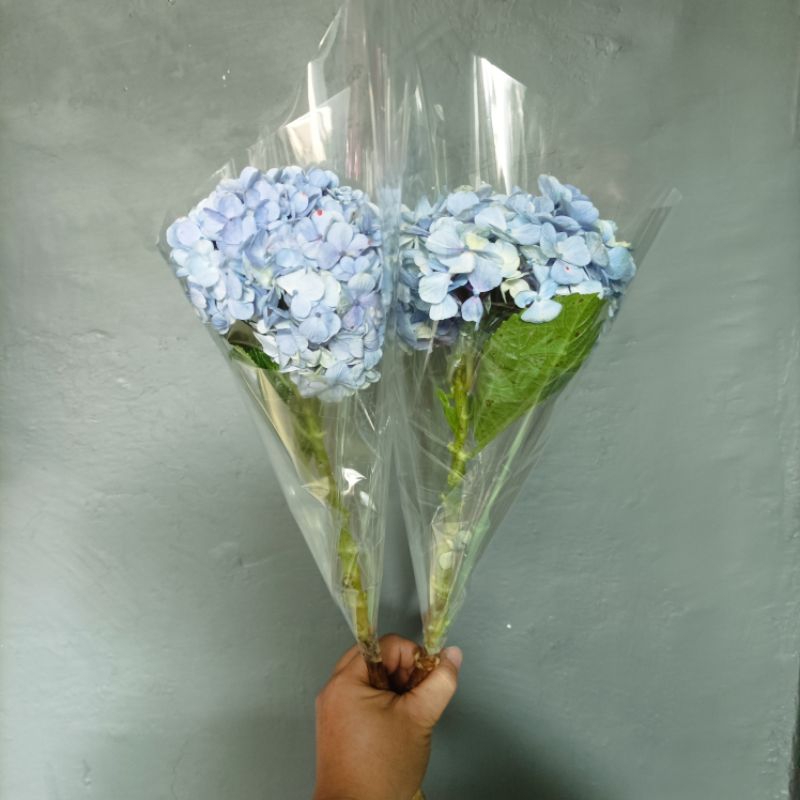 Jual Bunga Hydrangea pertangkai di bungkus plastik transparan minimal ...