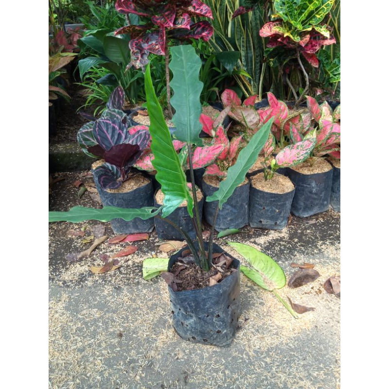 Jual Tanaman Hias Keris Papua | Shopee Indonesia
