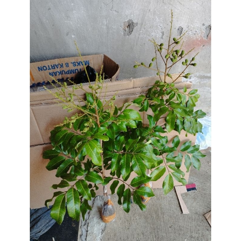 Jual BIBIT KELENGKENG MATALADA BERBUNGA & BERBUAH | Shopee Indonesia