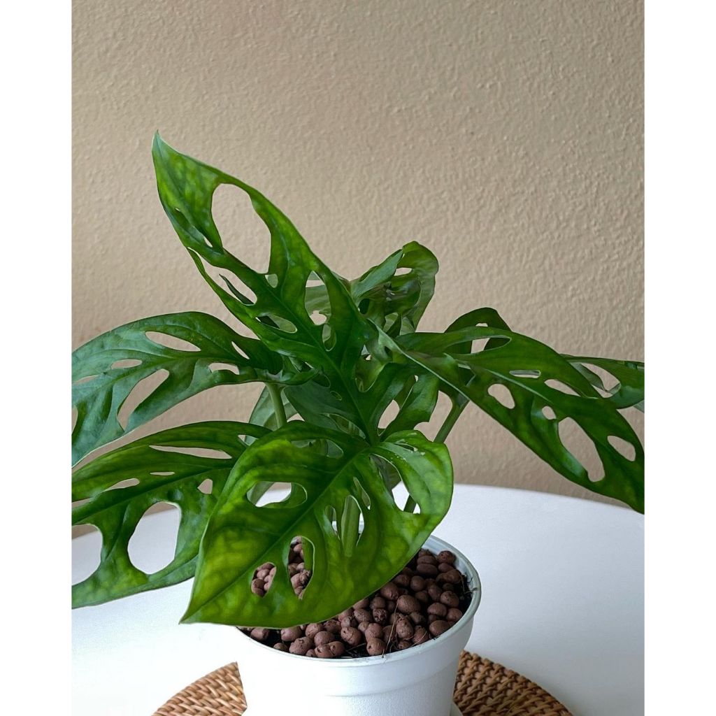 Jual Tanaman Janda Bolong Mostera Adansonii Bunga Gantung Daun Hidup ...