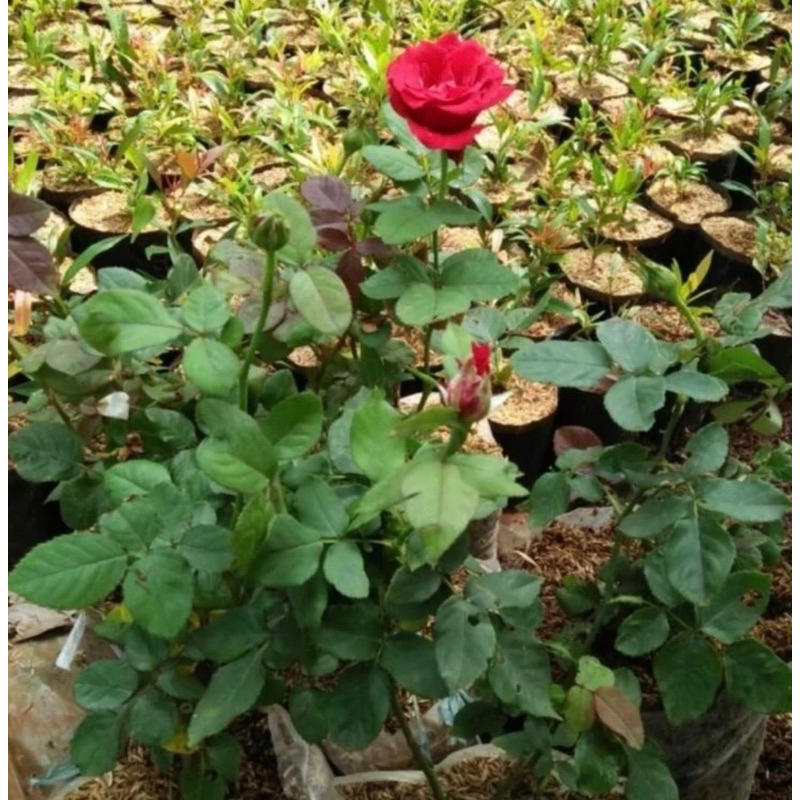Jual tanaman hias bunga mawar putih / merah | Shopee Indonesia