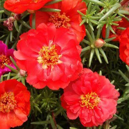 Jual Benih Bunga Moss Rose Merah Portulaca Grandiflora (Isi 10 biji ...