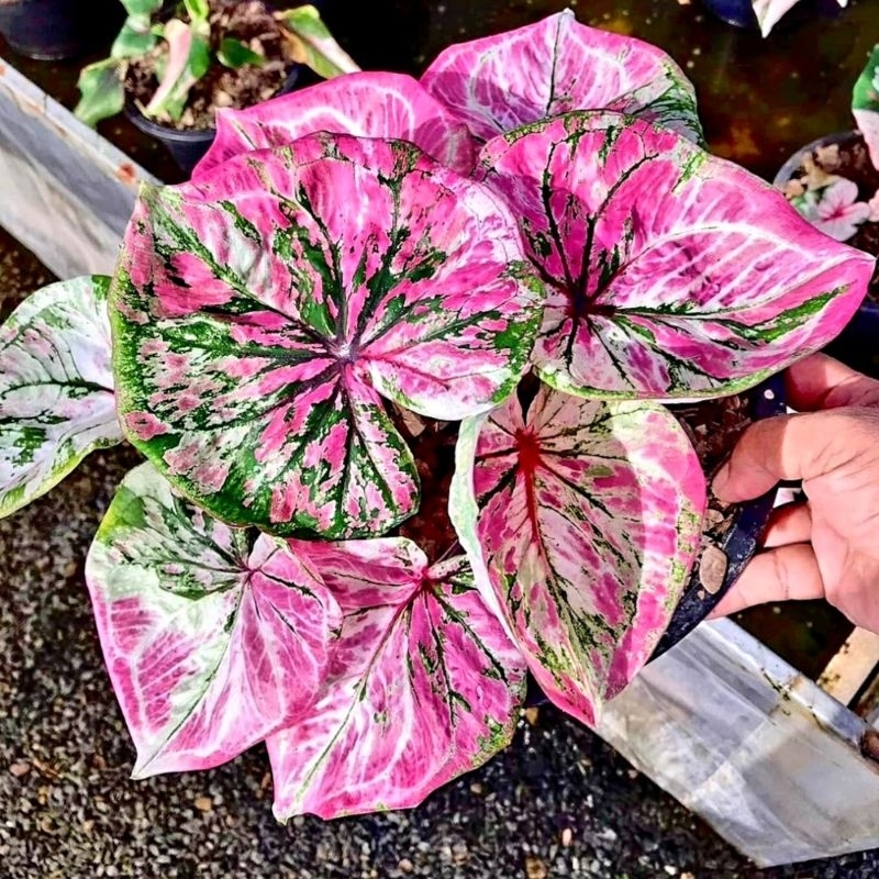 Jual Tanaman Hias Keladi Thai Beauty Bunga Hias Keladi Caladium Anakan ...