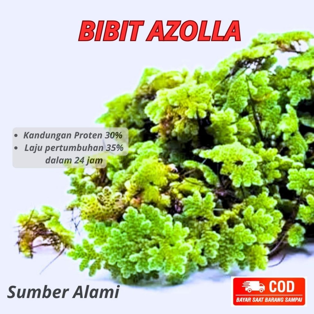 Jual Bibit Azolla Microphylla Pakan Ternak 100 gram | Shopee Indonesia