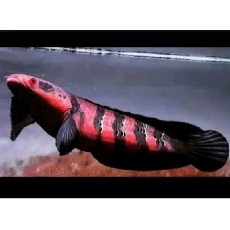 Jual RED BARITO/P BUN SIMET 7-12cm kualitas premium grade A (GARANSI ...