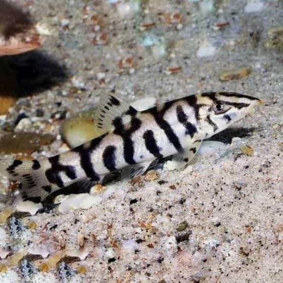 Jual IKAN HIAS BOTIA INDA PEMBERSIH LUMUT DAN SISA PAKAN | Shopee Indonesia
