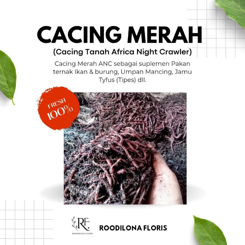 Jual CACING MERAH SEGAR 50GRAM HIDUP | Shopee Indonesia