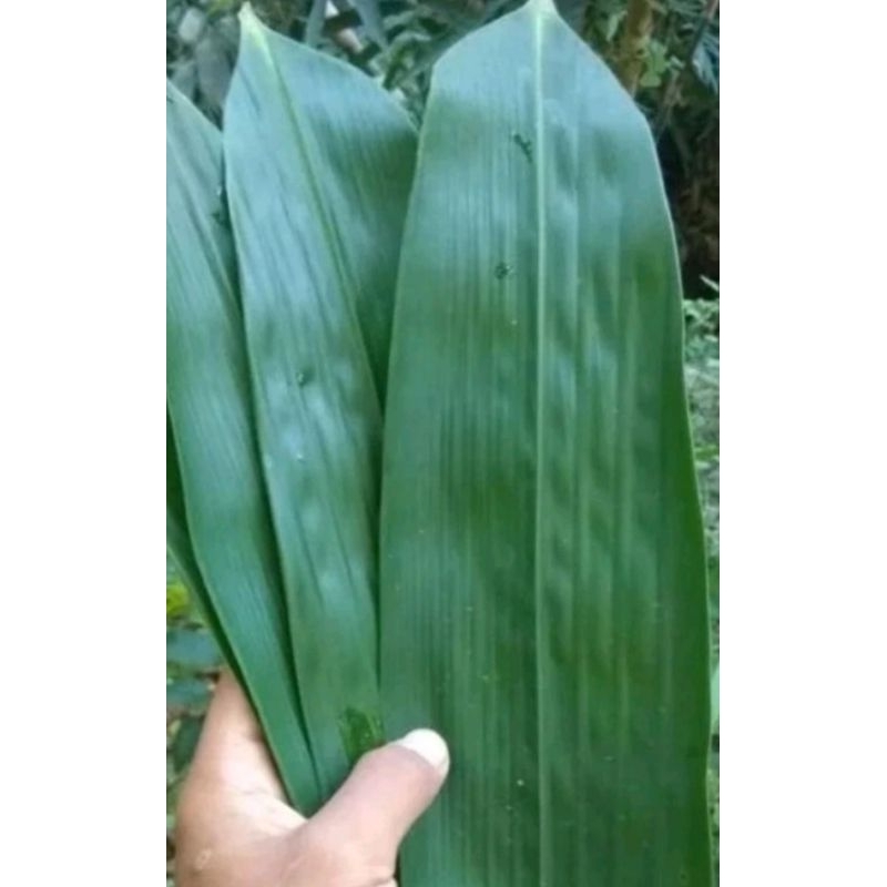Jual Daun bambu segar 1kg - daun bambu segar bahan bakcang | Shopee ...