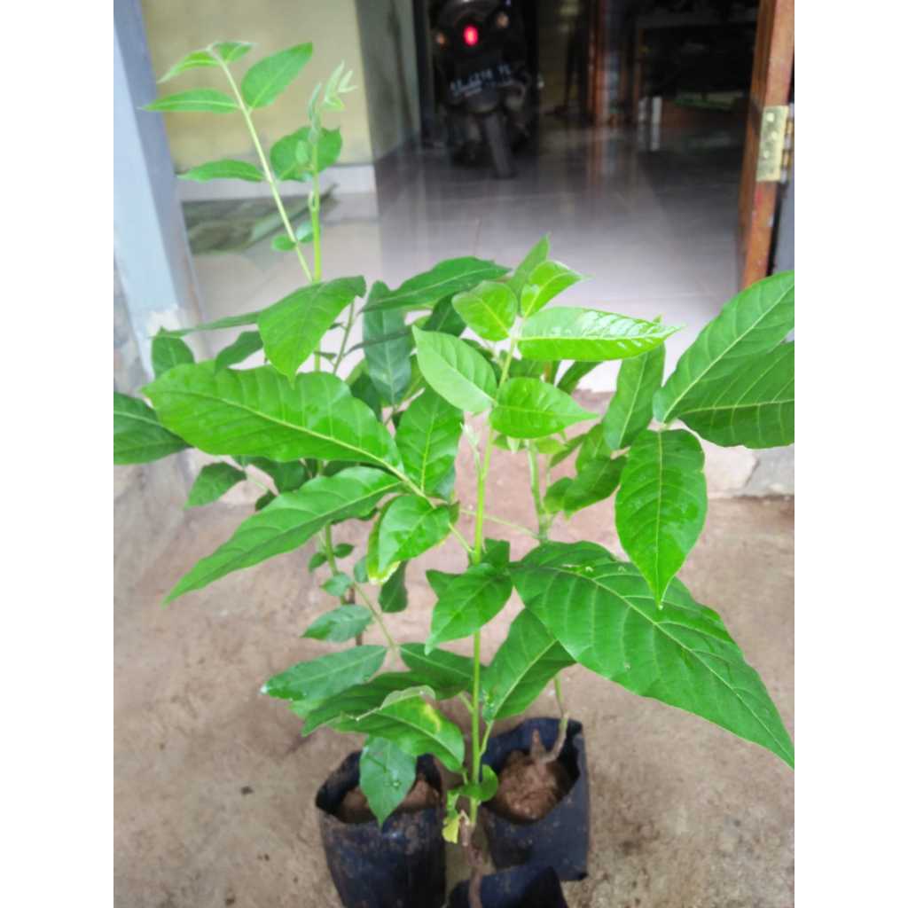 Jual Bibit Tanaman Kayu Majegau / Majagu - Tanaman Khas Bali | Shopee ...