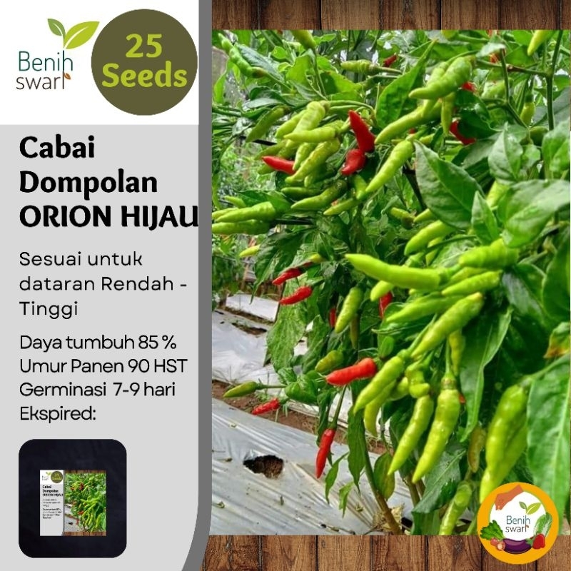 Jual Benih Swari: (isi 25 butir) Benih Cabe dompolan / Cabai Lalap ...
