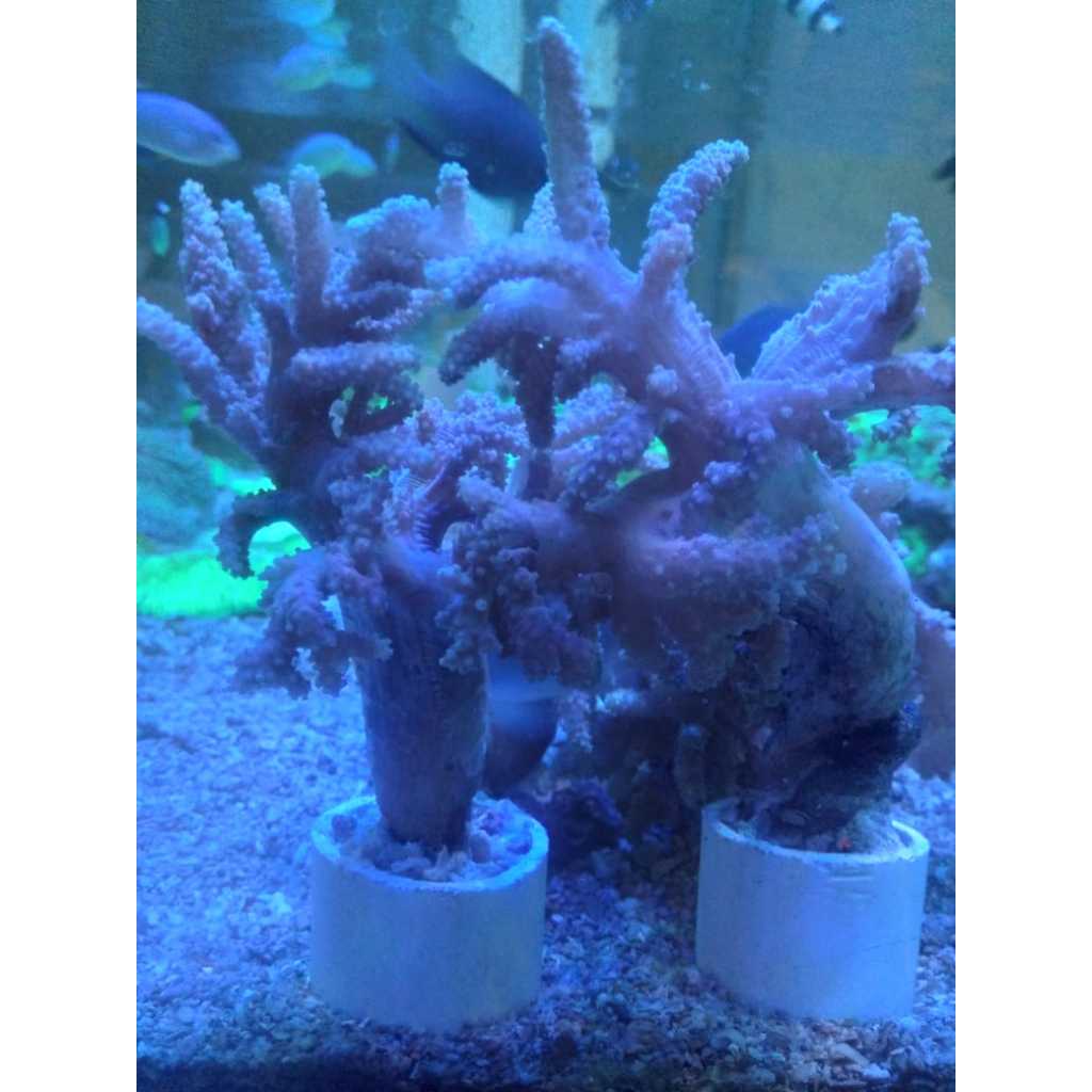 Jual Seroja COLT [FRAG] - Colt Tree Soft Coral | Shopee Indonesia