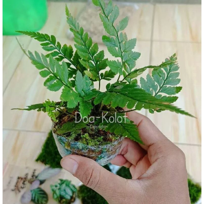 Jual Pakis Mini Rabbitfoot Tanaman Hias | Shopee Indonesia