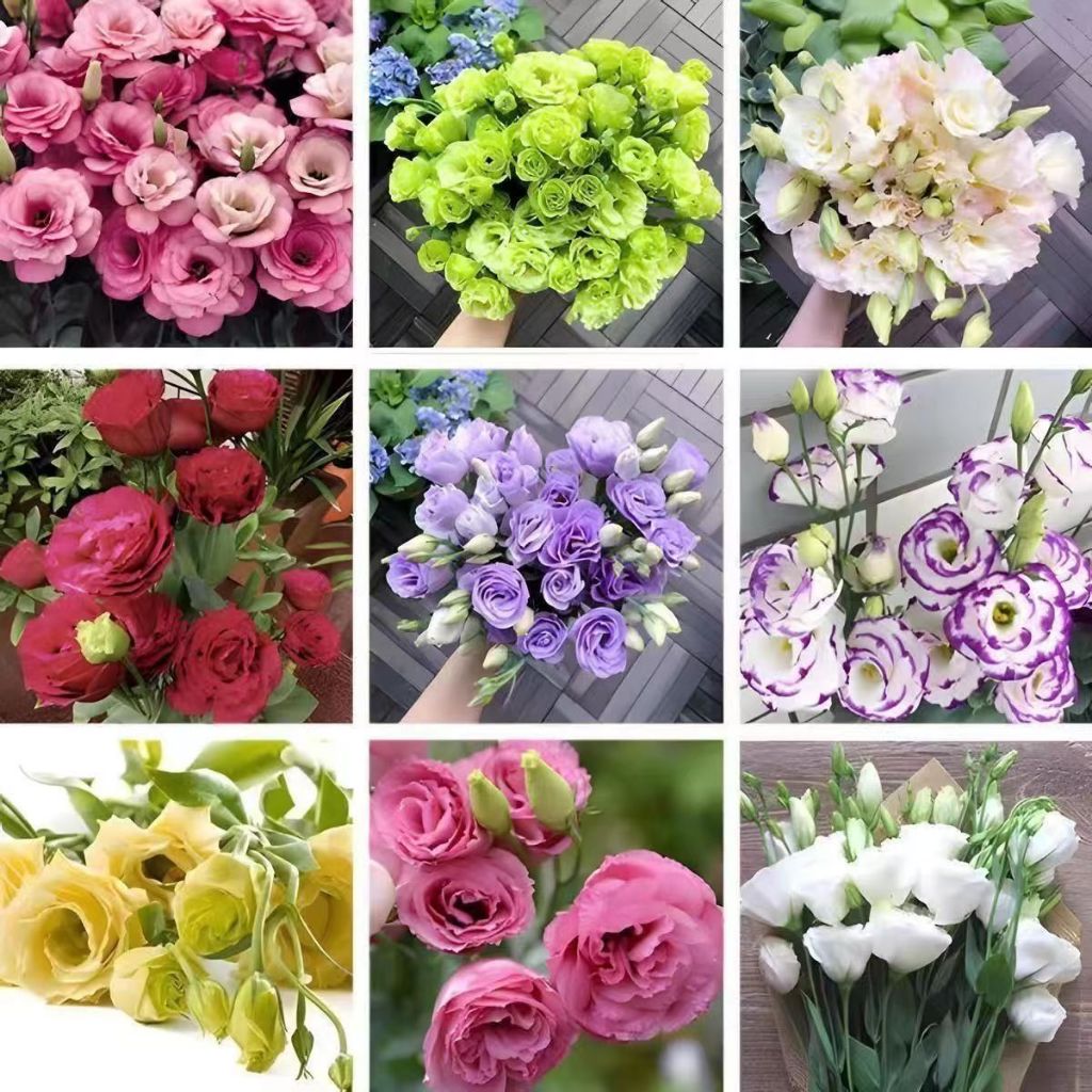 Jual Benih Bunga Lisianthus Asli Warna Campur Import F1 isi 100 Biji ...
