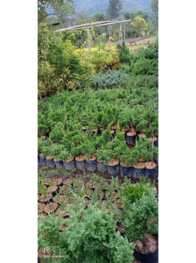 Jual bibit tanaman hias cemara papua | Shopee Indonesia