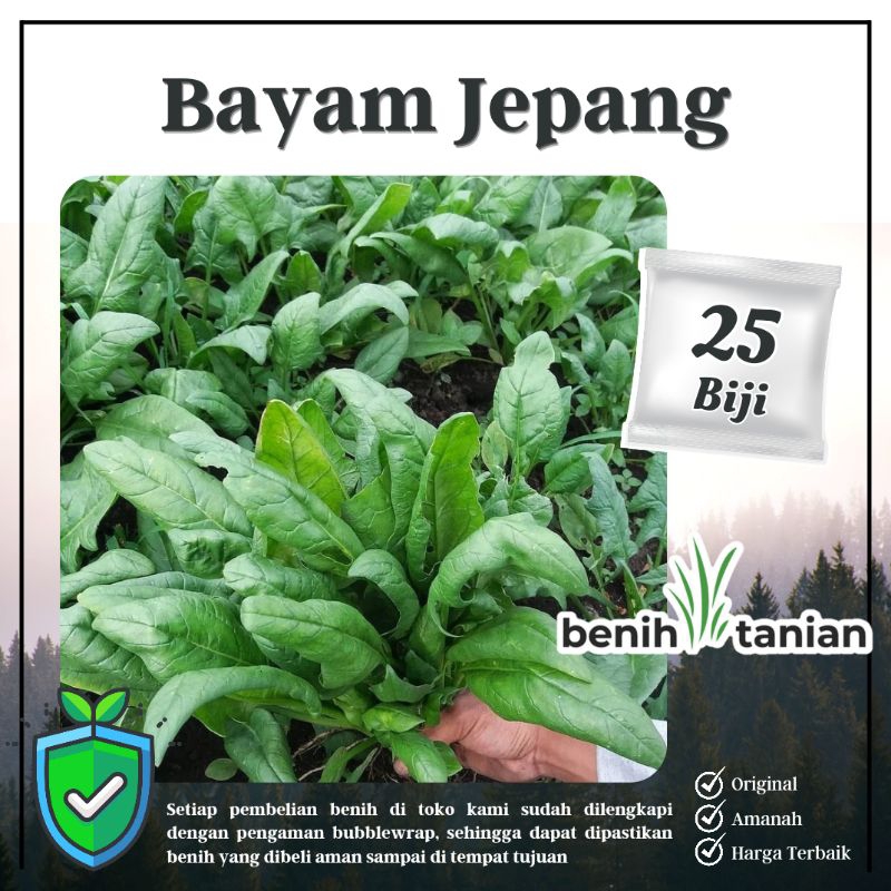 Jual 25 Biji Benih Bayam Jepang Horenso Bibit Sayuran Spinach Unggul ...