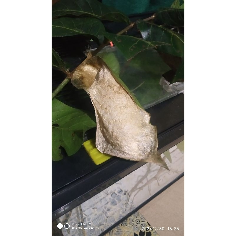 Jual kepompong kupu gajah | Shopee Indonesia