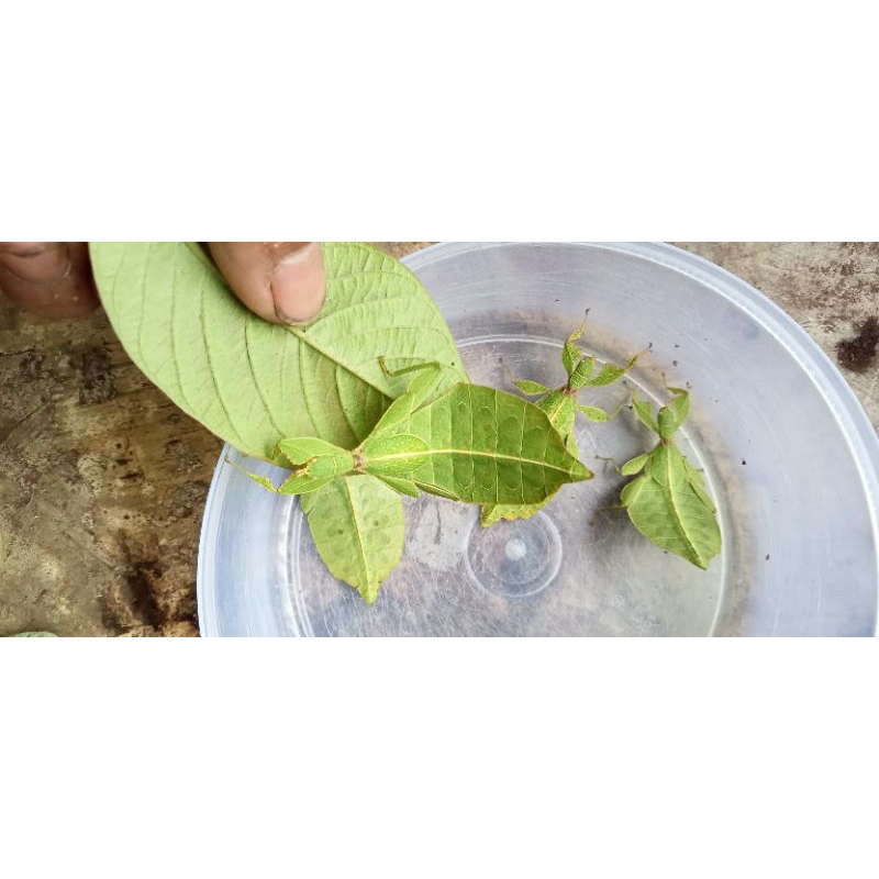 Jual belalang daun phyllium jacobsoni hidup | Shopee Indonesia