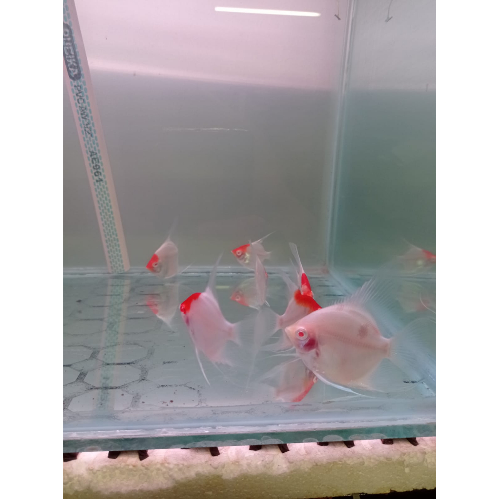 Jual Ikan Manfish Red Cap Albino RCA Ikan Layang Layang 2 cm s/d 8 cm ...