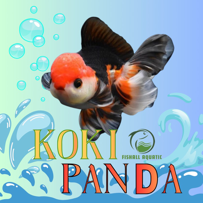 Jual Fishall aquatic | Koki panda size besar / indukan genetik ...