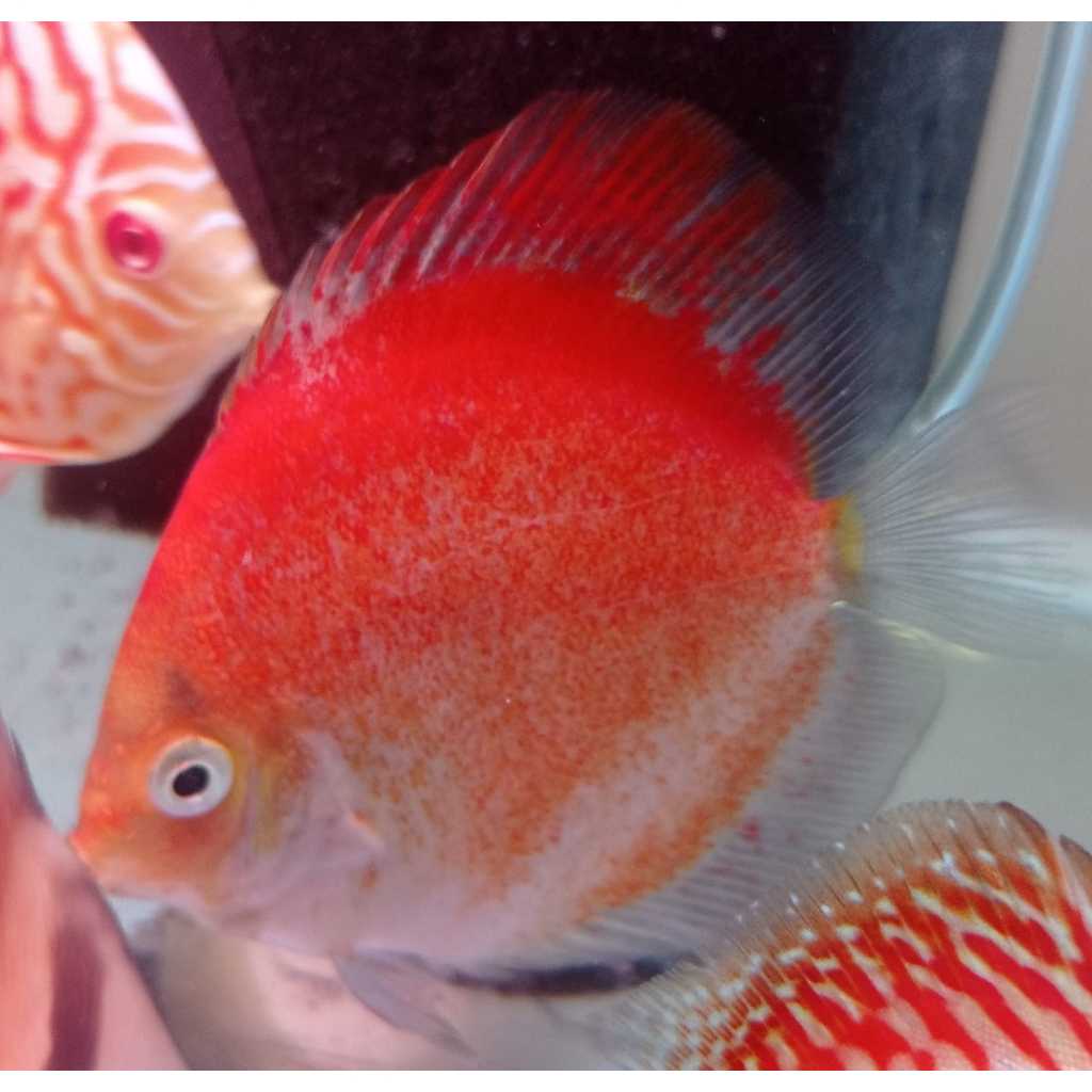 Jual Ikan Discus Calico 2,5" inch s/d 5" inch | Shopee Indonesia