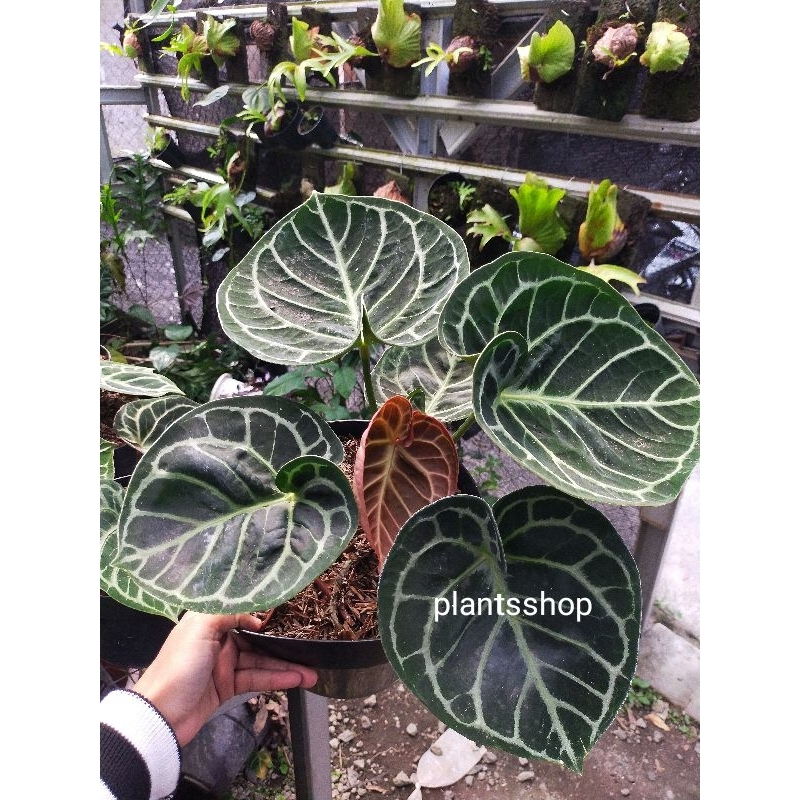Jual KUPING GAJAH MANGKOK - KUPING GAJAH DORAYAKI HYBRID - ANTHURIUM ...
