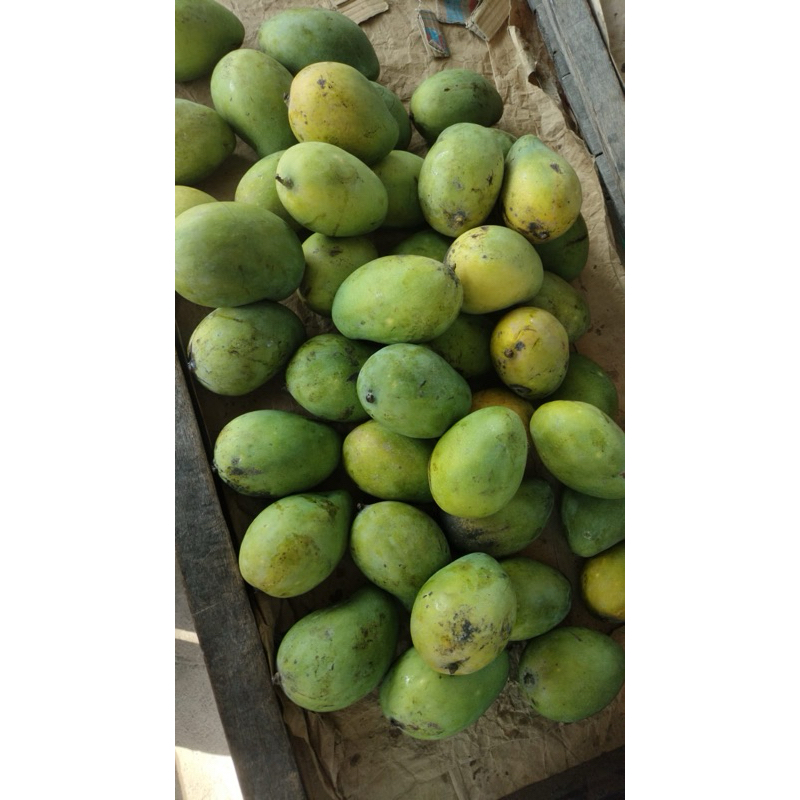 Jual mangga Gadung Manis 1kg isi 2-3biji | Shopee Indonesia