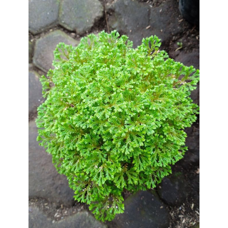 Jual Lumut ambon Selaginella kraussiana tanaman hias | Shopee Indonesia