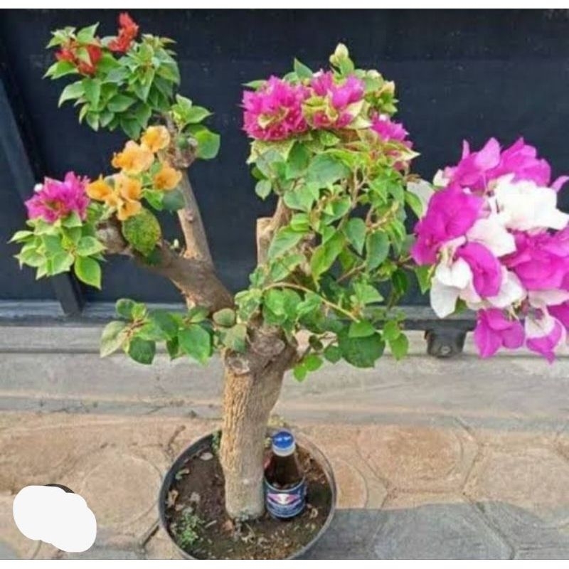 Jual Bugenvil bunga 5 warna dalam 1pohon - tanaman hias bugenvil bunga ...