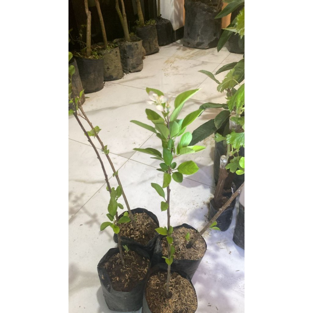 Jual BIBIT APEL SUDAH BERBUNGA SPESIAL LIVE 8.8 | Shopee Indonesia