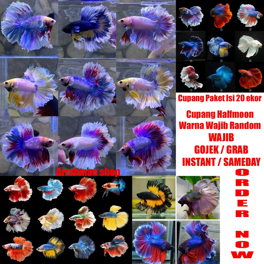 Jual IKAN CUPANG PAKET ISI 20 EKOR MURAH - IKAN HIAS AIR TAWAR CUPANG ...