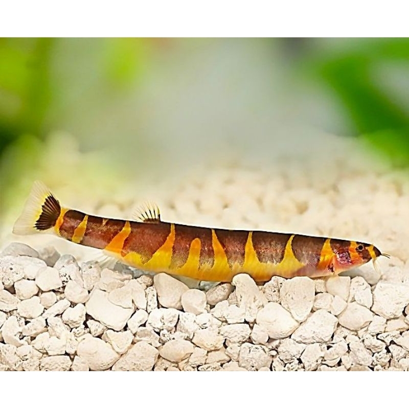 Jual Kuhli Loach | Shopee Indonesia