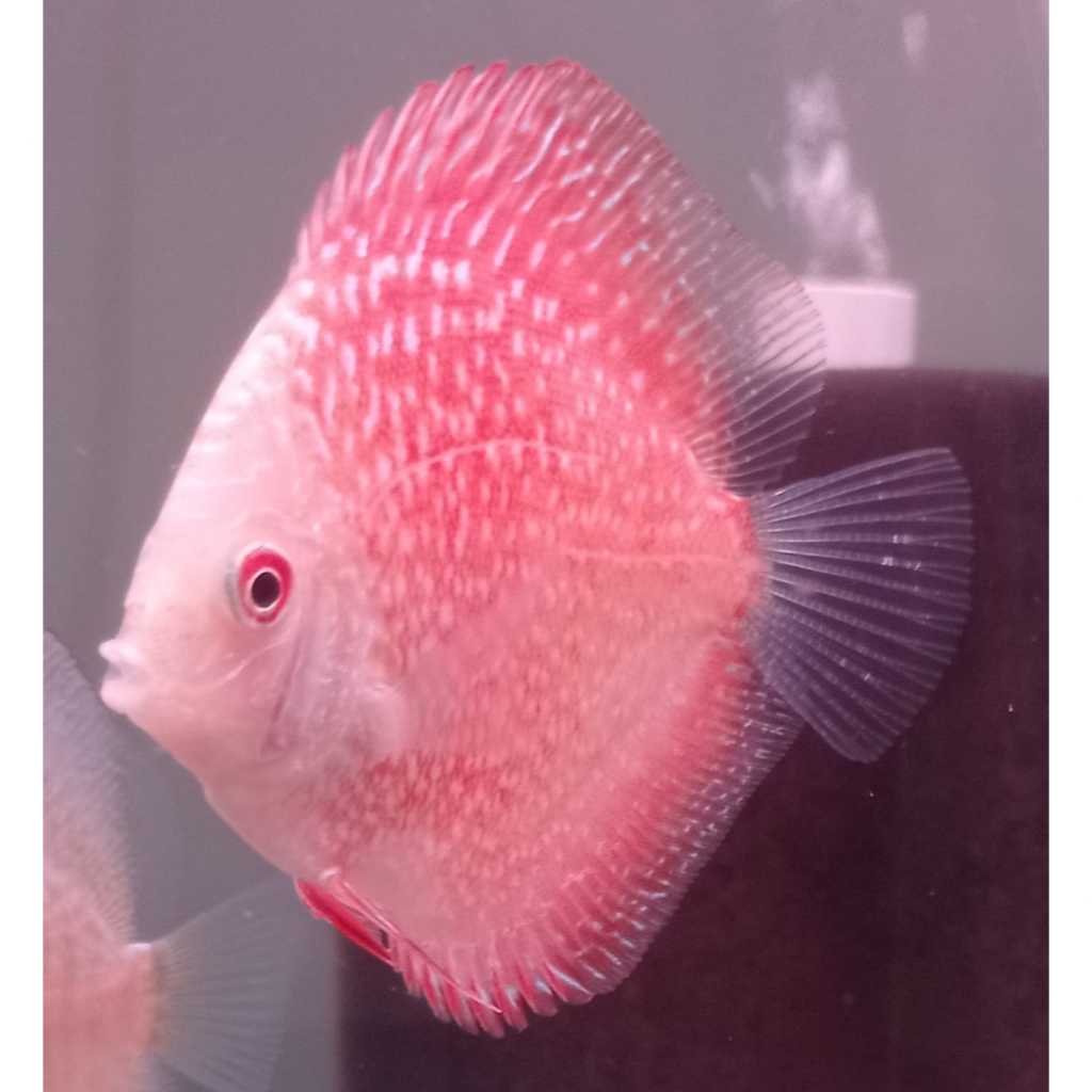 Jual Ikan Discus Red Pigeon Snake 2,5" inch s/d 5" inch | Shopee Indonesia