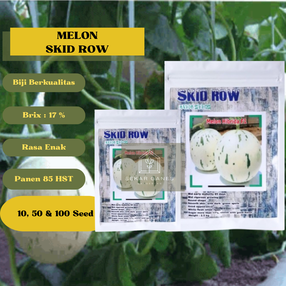 Jual BENIH F1 Melon SKID ROW ORI Kemasan Repack 10 50 100 Biji Melon ...