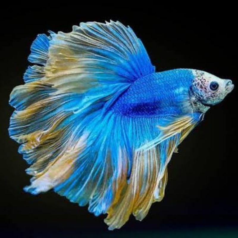 Jual cupang HM random - hiasan aquarium | Shopee Indonesia