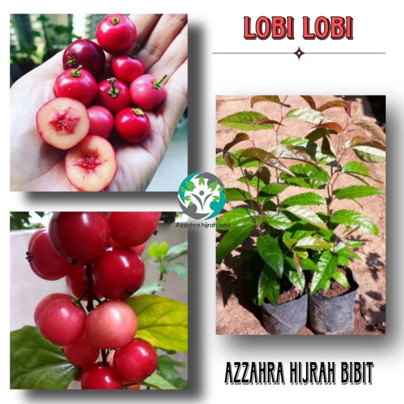 Jual bibit tanaman buah lobi lobi/tanaman buah langka lobi lobi ...