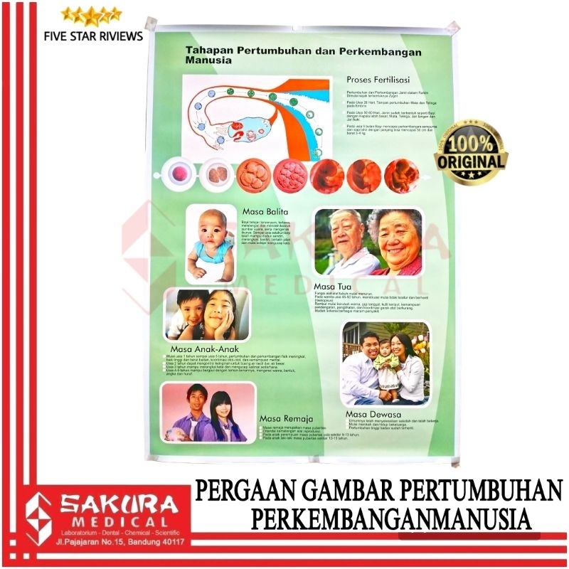 Jual Peragaan gambar pertumbuhan perkembangan manusia | Shopee Indonesia