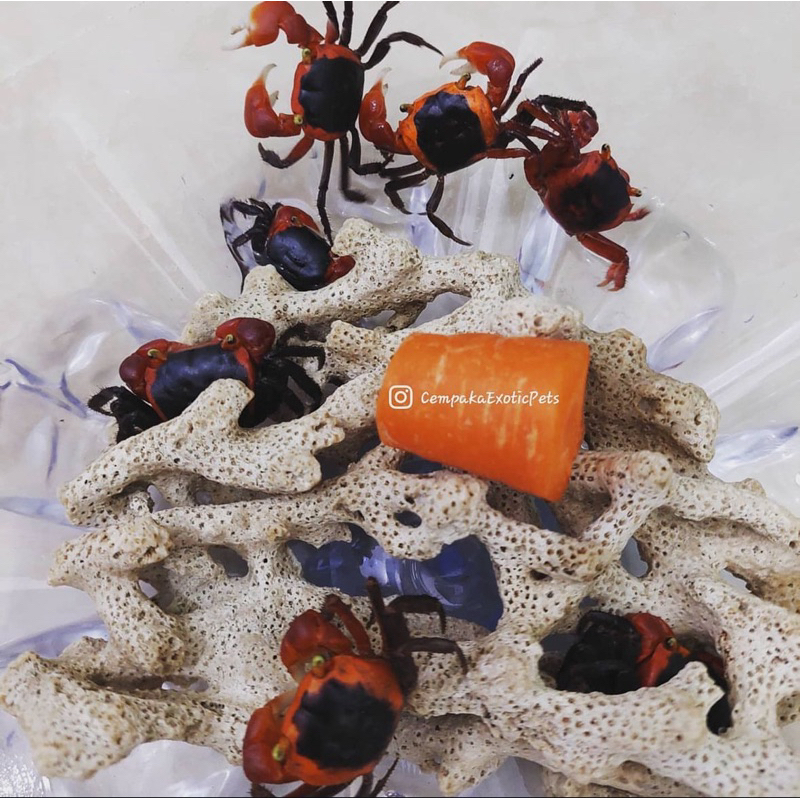 Jual Kepiting Hias Apple Crab Kepiting Apel Aquarium Paludarium Aquascape | Shopee Indonesia