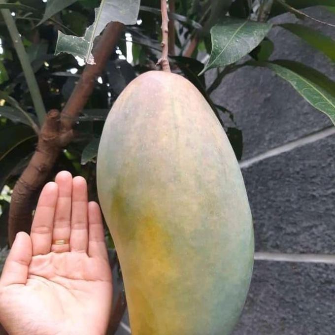 Jual Pohon / Bibit Mangga Kiojay Jumbo Super Unggul Cepat Berbuah ... Jual Pohon / Bibit Mangga Kiojay Jumbo Super Unggul Cepat Berbuah ...