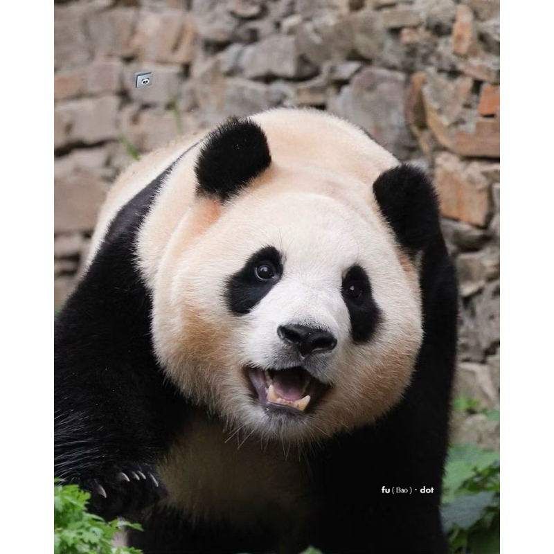 Jual custom request panda | Shopee Indonesia